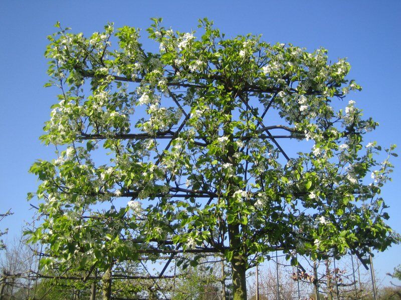 Leiboom Pyrus calleryana Chanticleer - Leisierpeer - Onlineplantenshop.nl