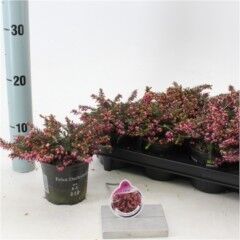 Erica darleyensis Kramer's Rote - winterheide rood - Onlineplantenshop.nl