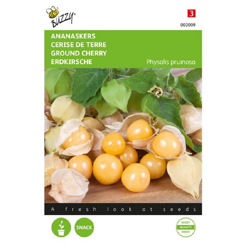 Buzzy Fruitzaad Ananaskers Physalis Pruinosa
